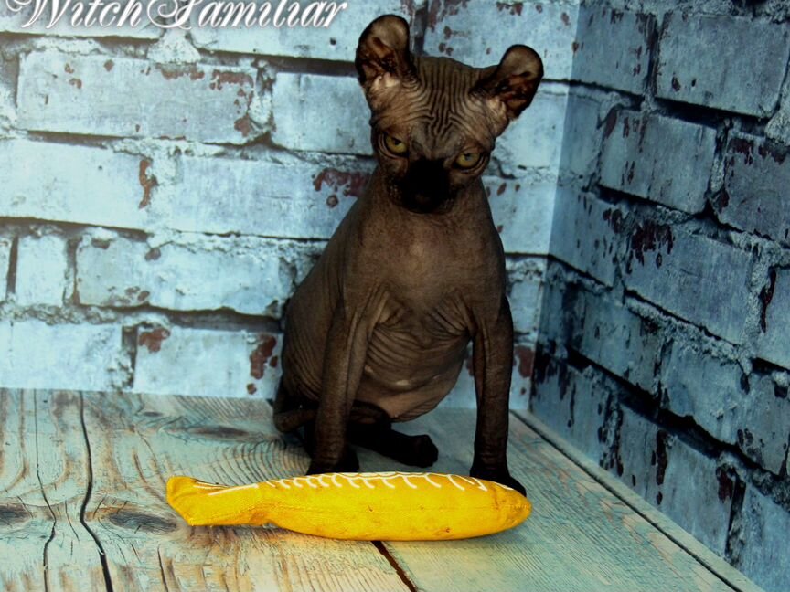 Эльфы котики