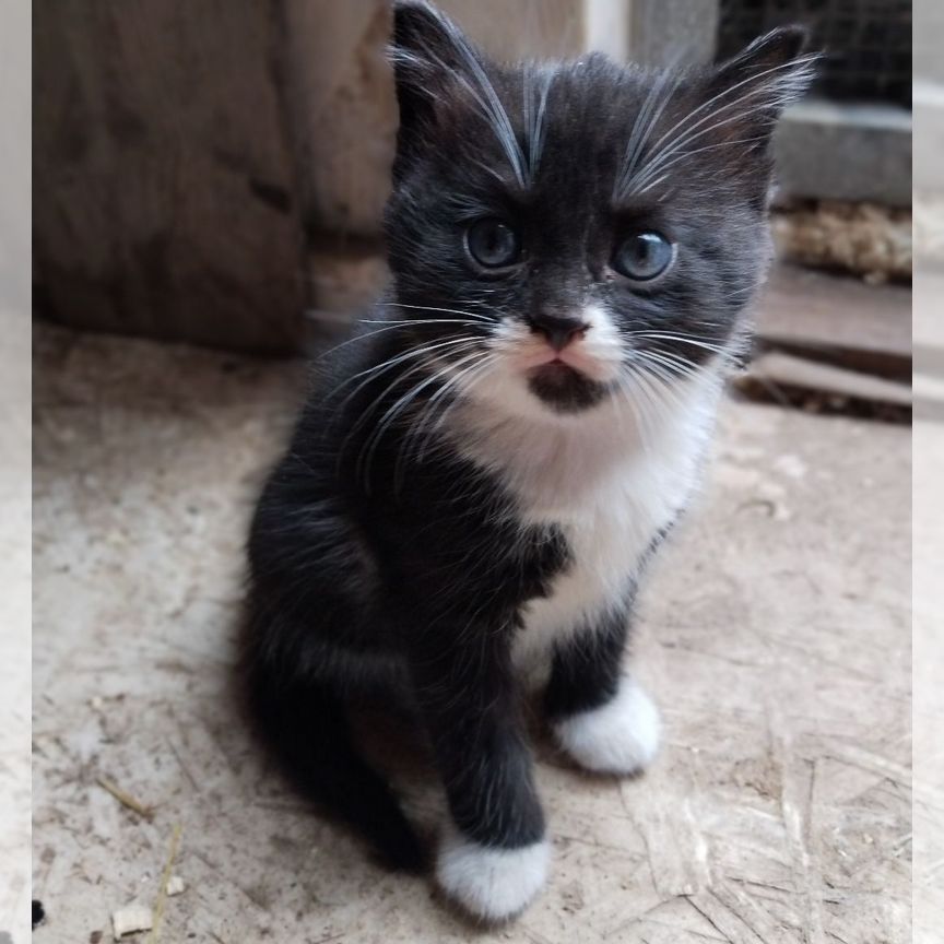 Котята ищут дом