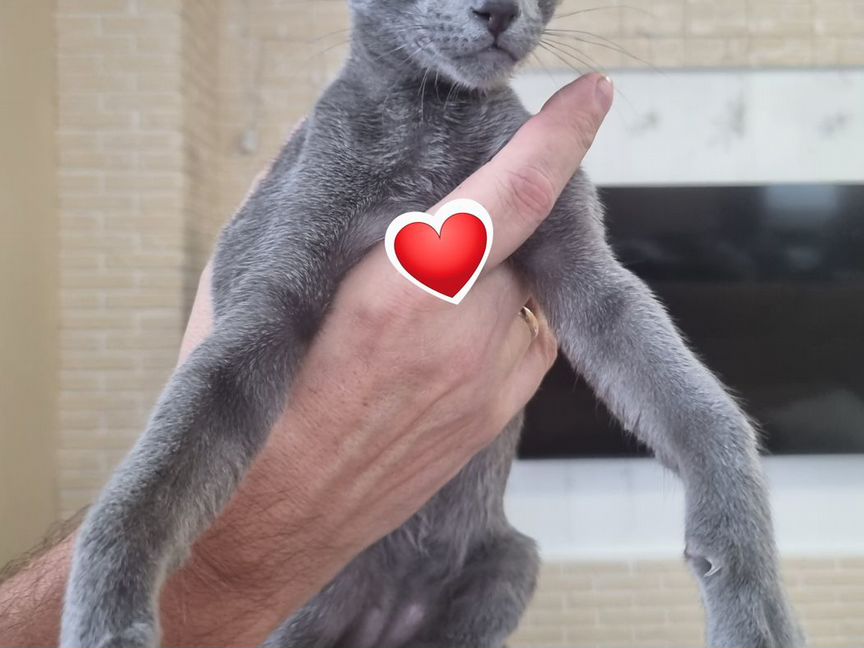 Ориентальные котята