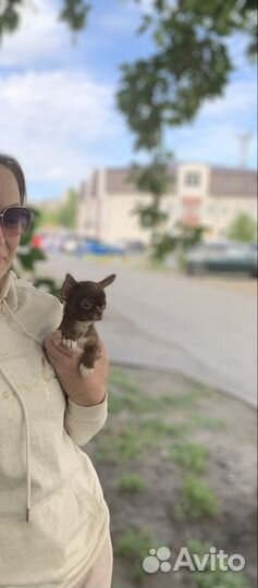 Мини девочки шоколадки