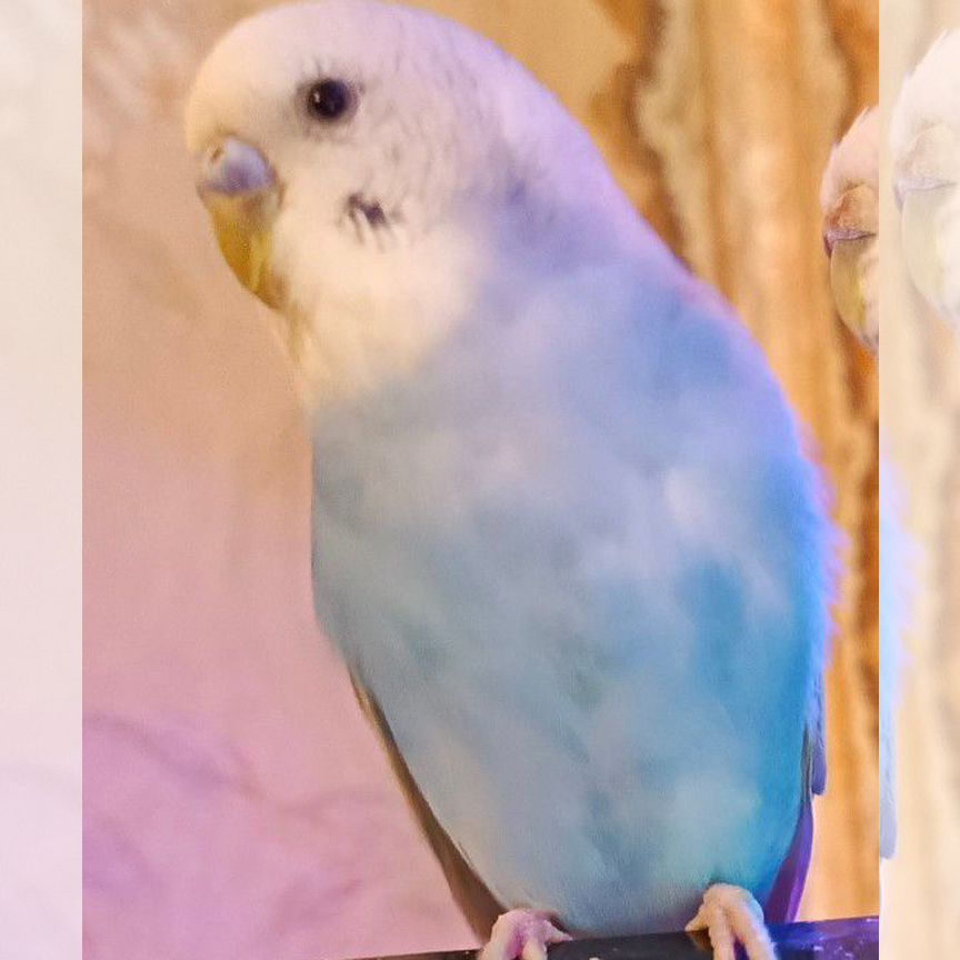 Волнистый попугай