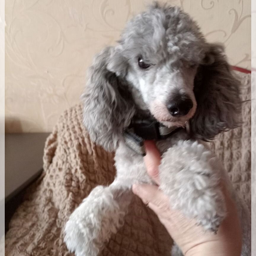 Той-пуделек ищет невесту