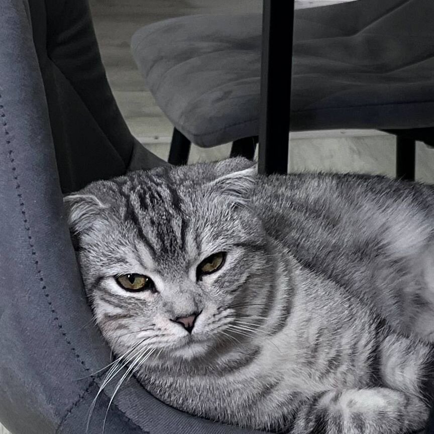 Британский веслоухий кот вязка