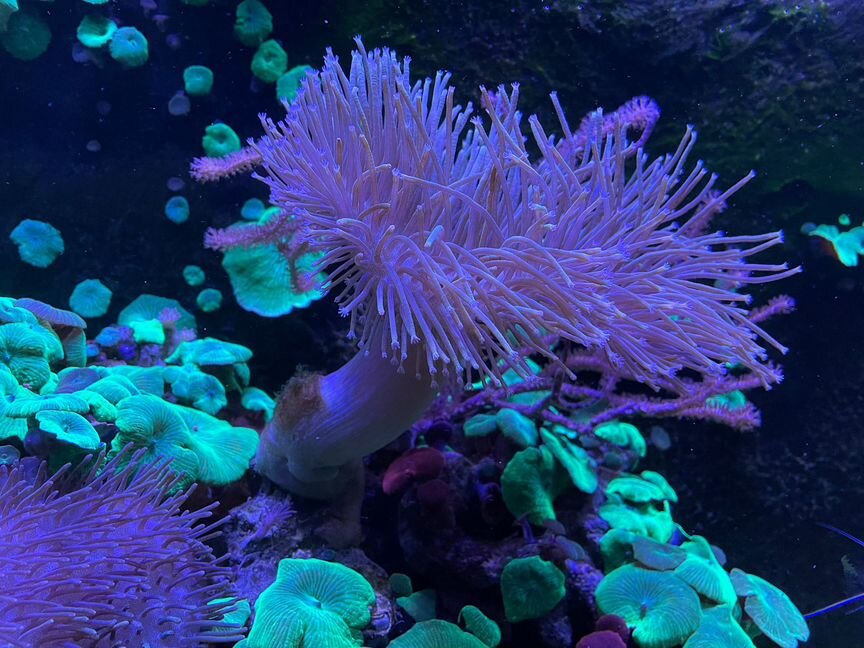 Аквариумные растения, саркофитон морской 15 см