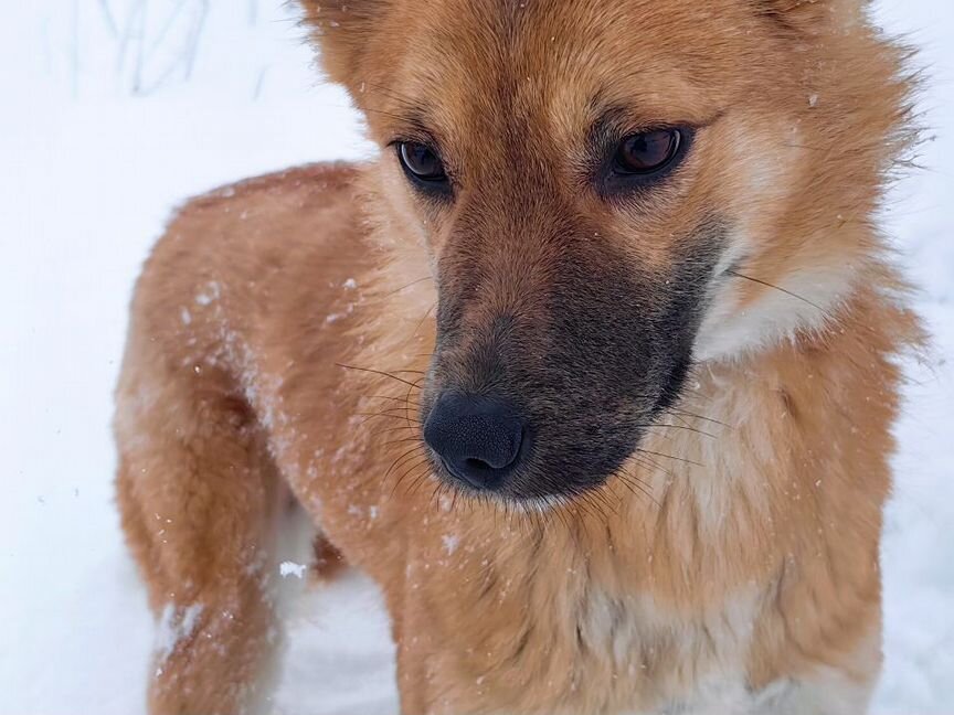 Собака ищет дом