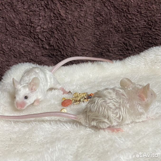 Мышки Рекс кучерявые