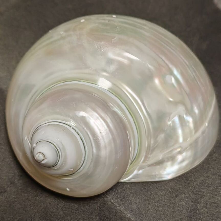 Ракушка натуральная