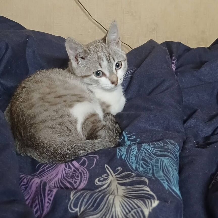 Котёнок в добрые руки