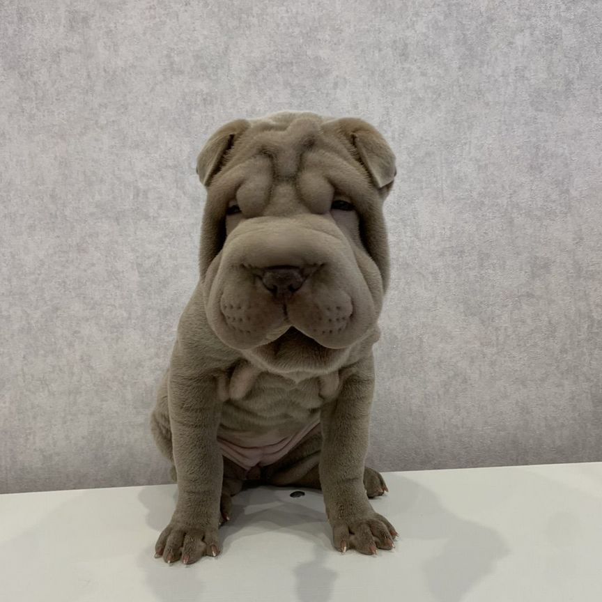 Лиловая девочка