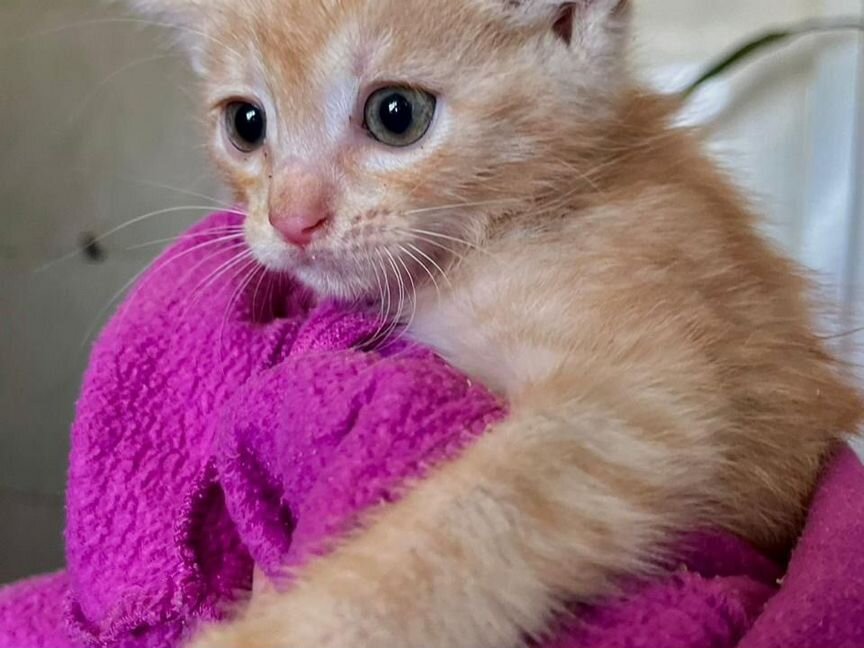 Котята из приюта ждут своих родителей