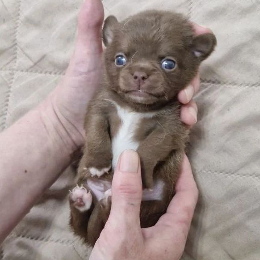 Чихуахуа, щенок