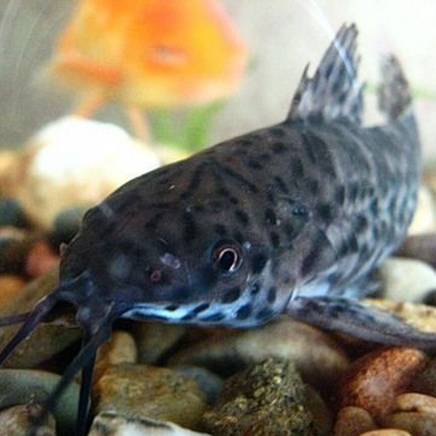 Сом таракатум (Hoplosternum thoracatum)