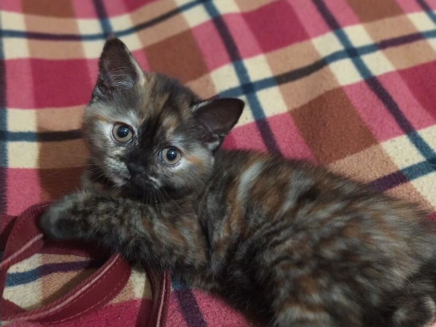 Шотландский котенок девочка