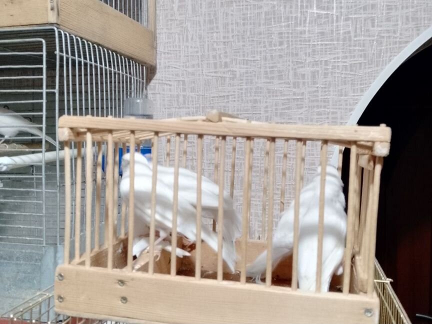 Канарейки самка