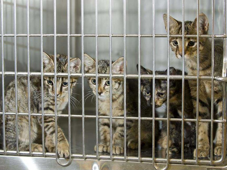 Корм в приют