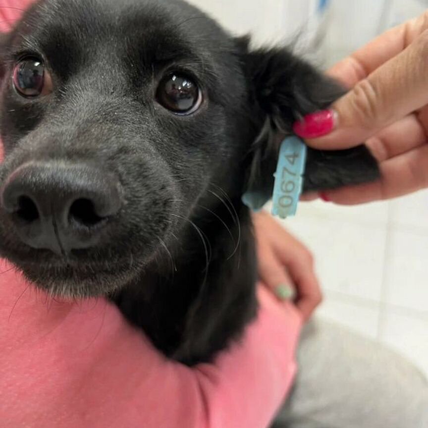 Маленькая собака разжалобит любого