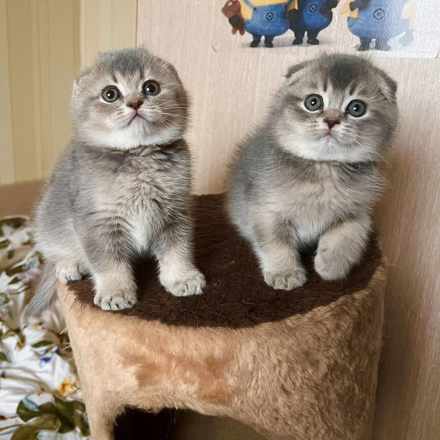 Шотландские вислоухие котята