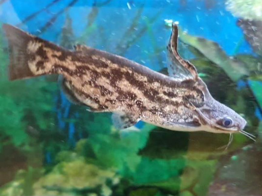 Сом Фишера (Коряга)