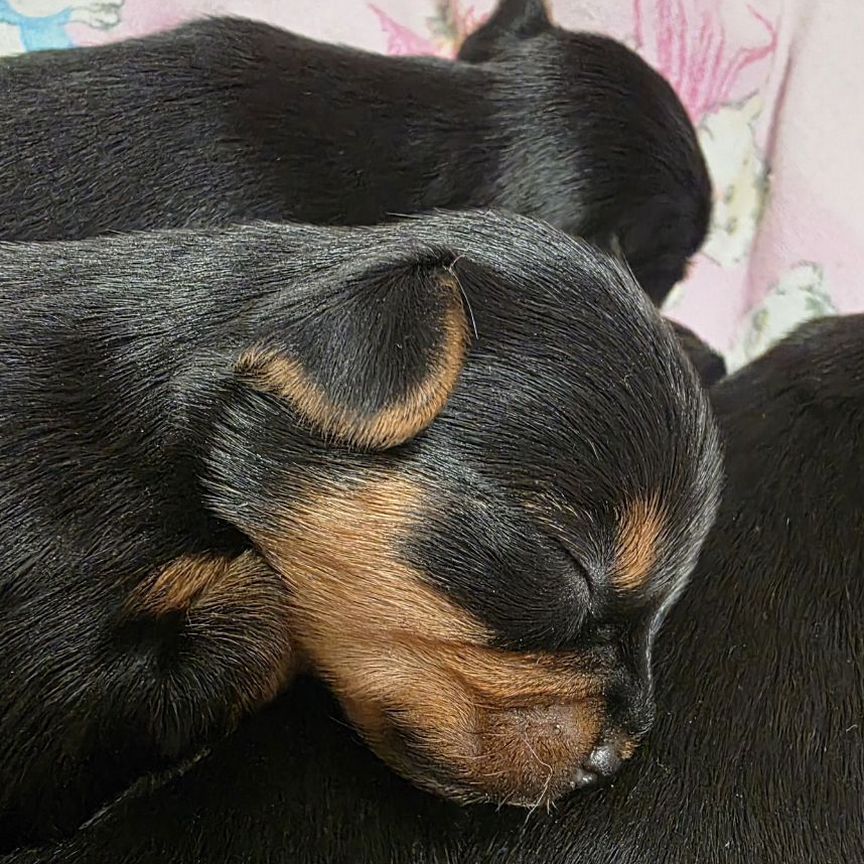 Йоркширский терьер, щенок