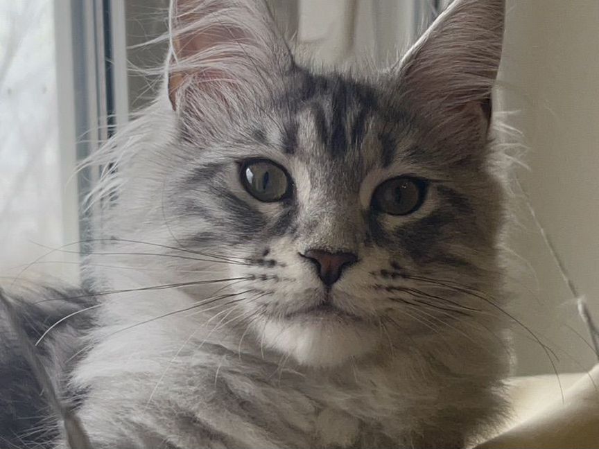 Котята мейн-кун