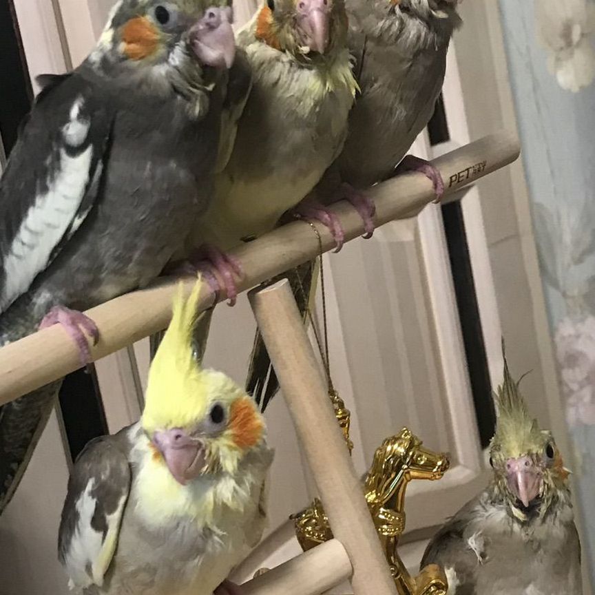 Пенцы щекстики попугая карелла выкормыш