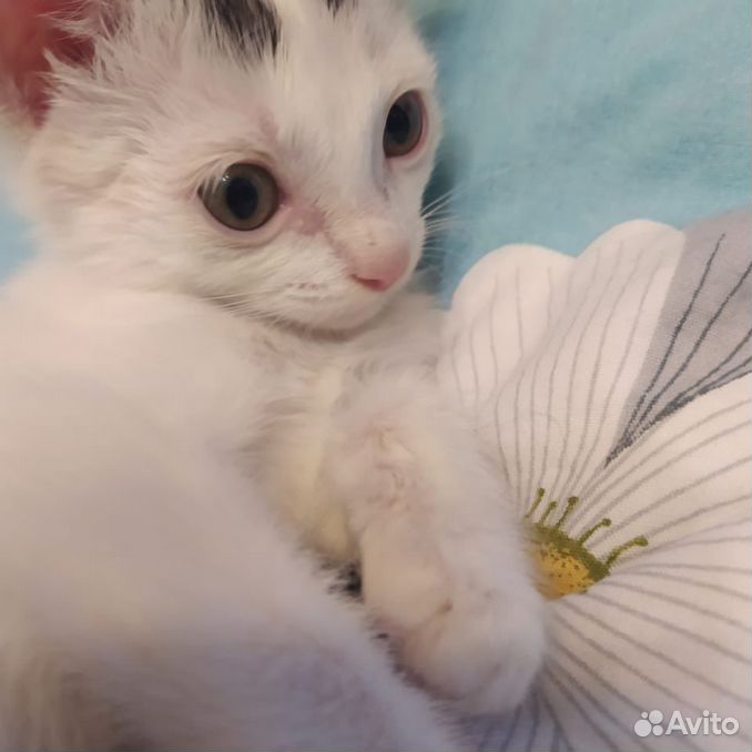 Котенок Белочка 1,5 мес в добрые руки