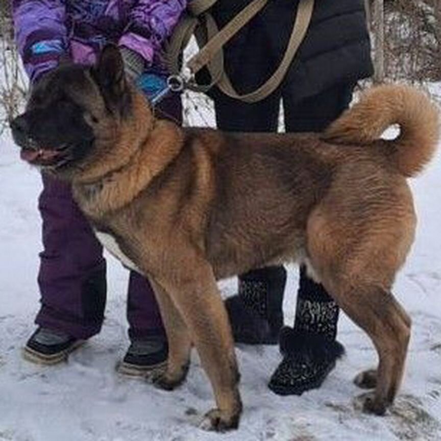 Вязка кобель американская акита