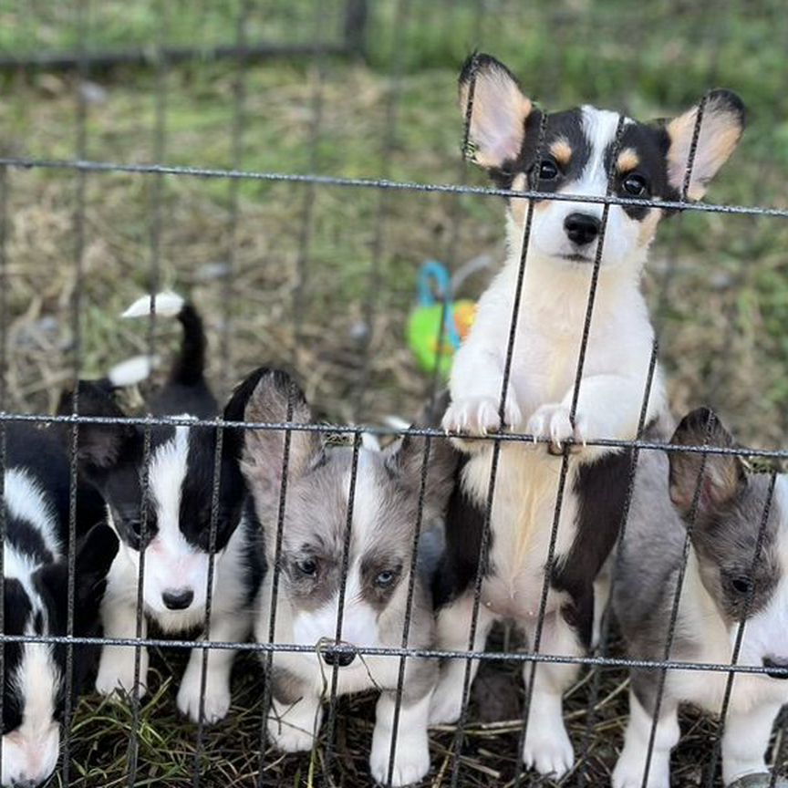 Девочка щенок корги кардиган