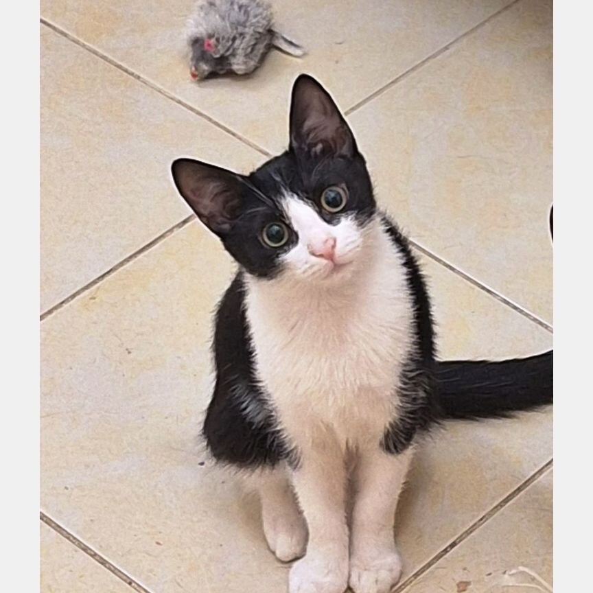 Ласкушечка котенок
