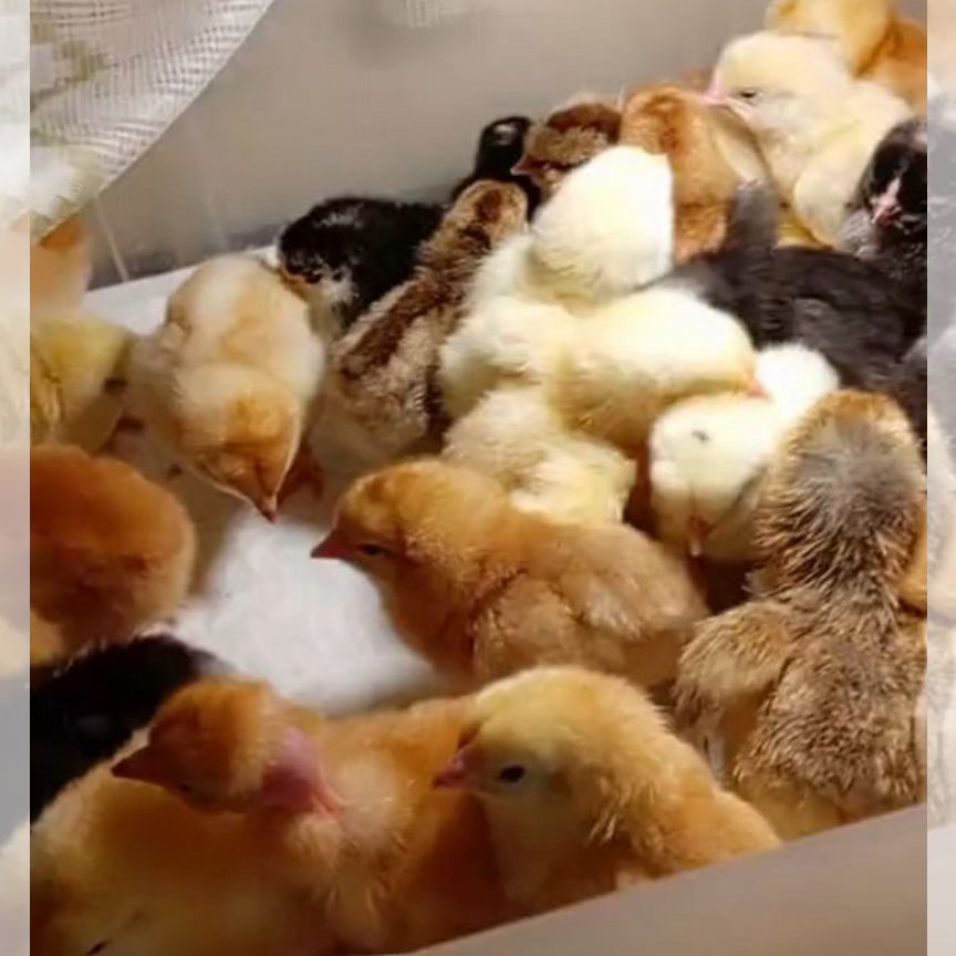 Цыплята Разных пород