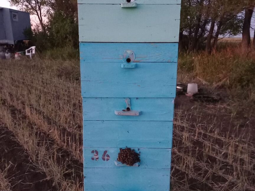 Улей для пчел бу