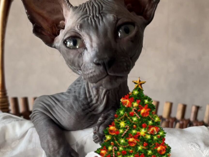 Канадский сфинкс котенок