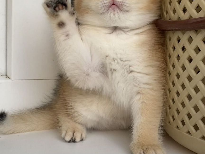 Британские котята золотая шиншилла