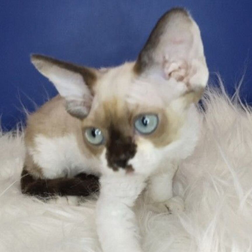 Девон-рекс котёнок