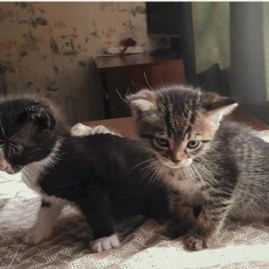 Котята малыши бесплатно