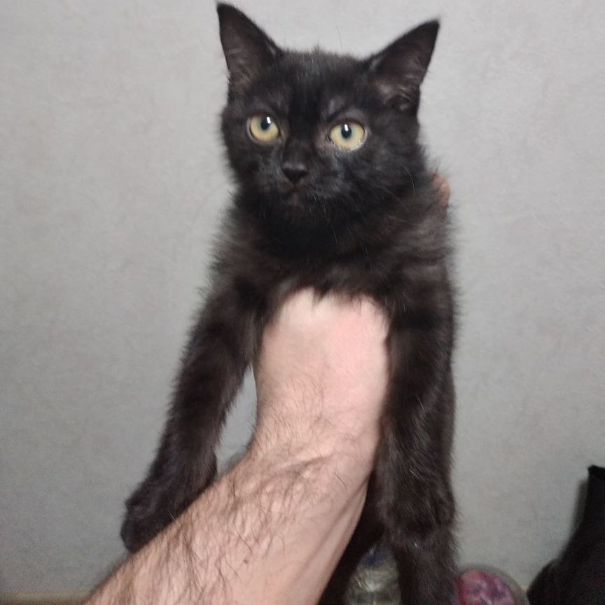 Сиамский котёнок