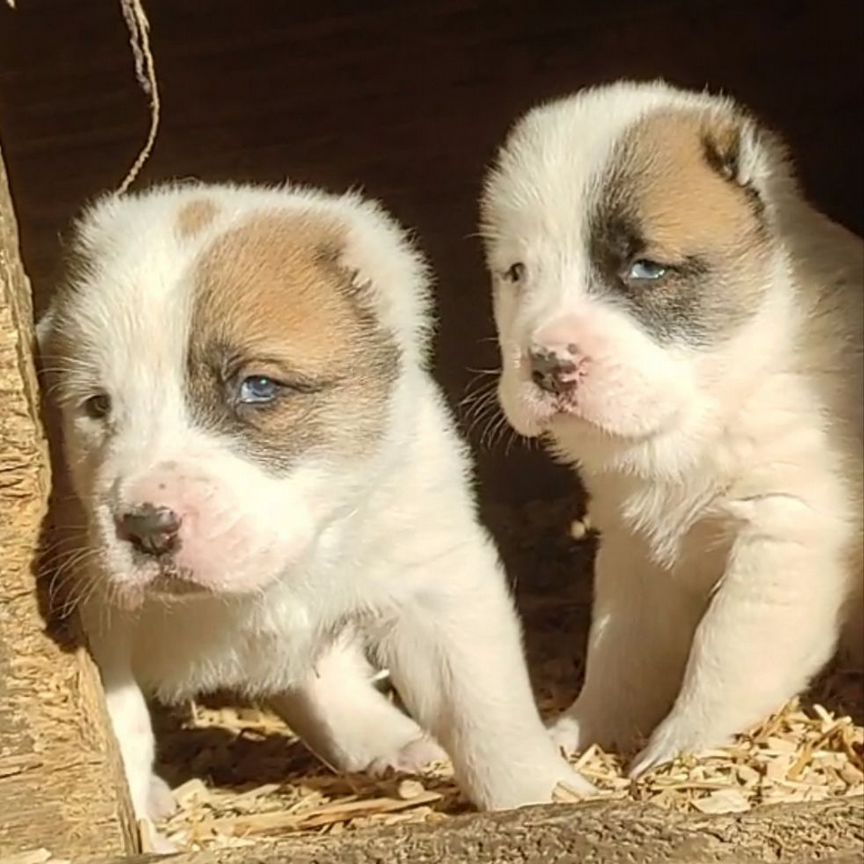 Двое из ларца. Пушистые тяжи для ценителей