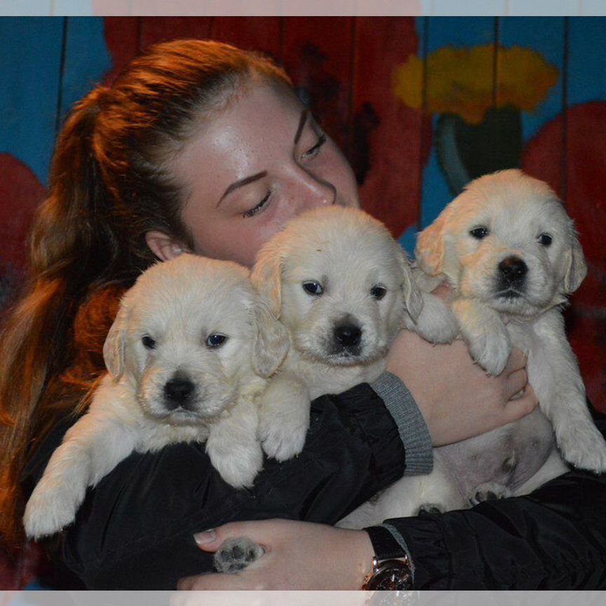 Золотистый ретривер, щенок