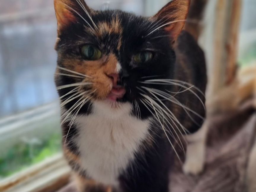 Трехцветная кошечка из коробки 2 года