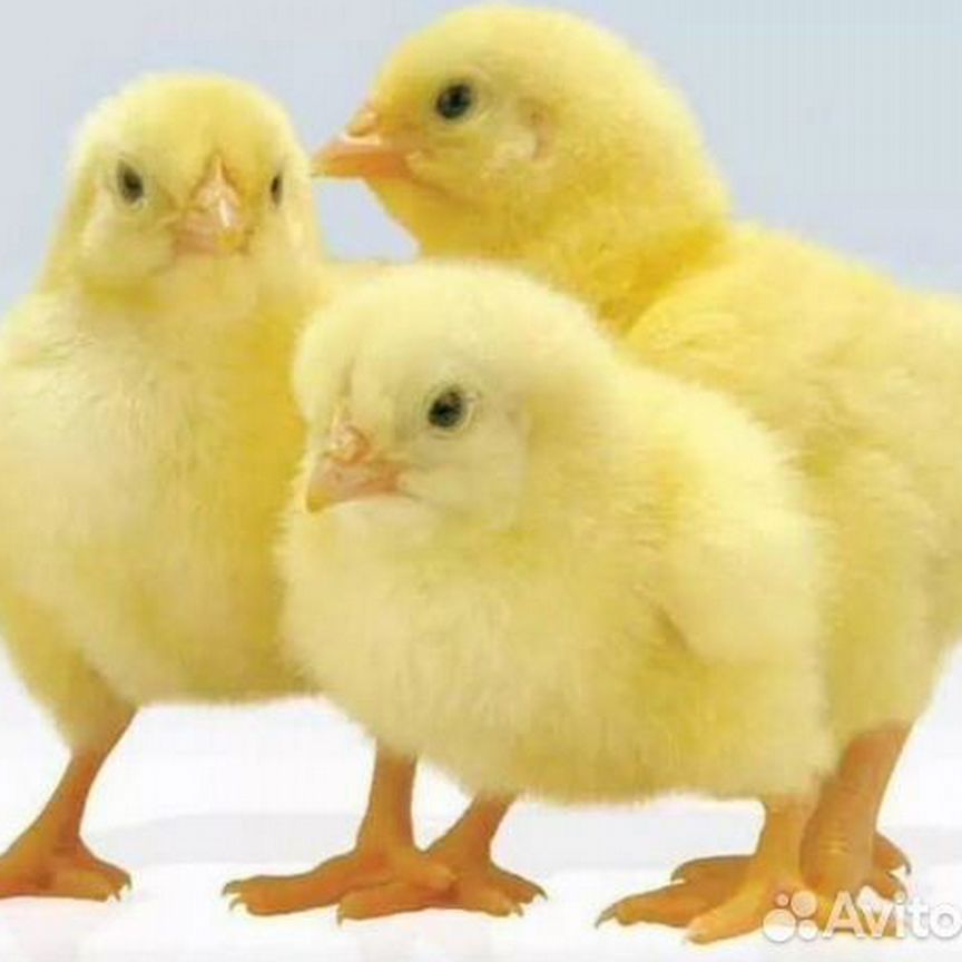 Цыплята бройлеры росс 308импорт