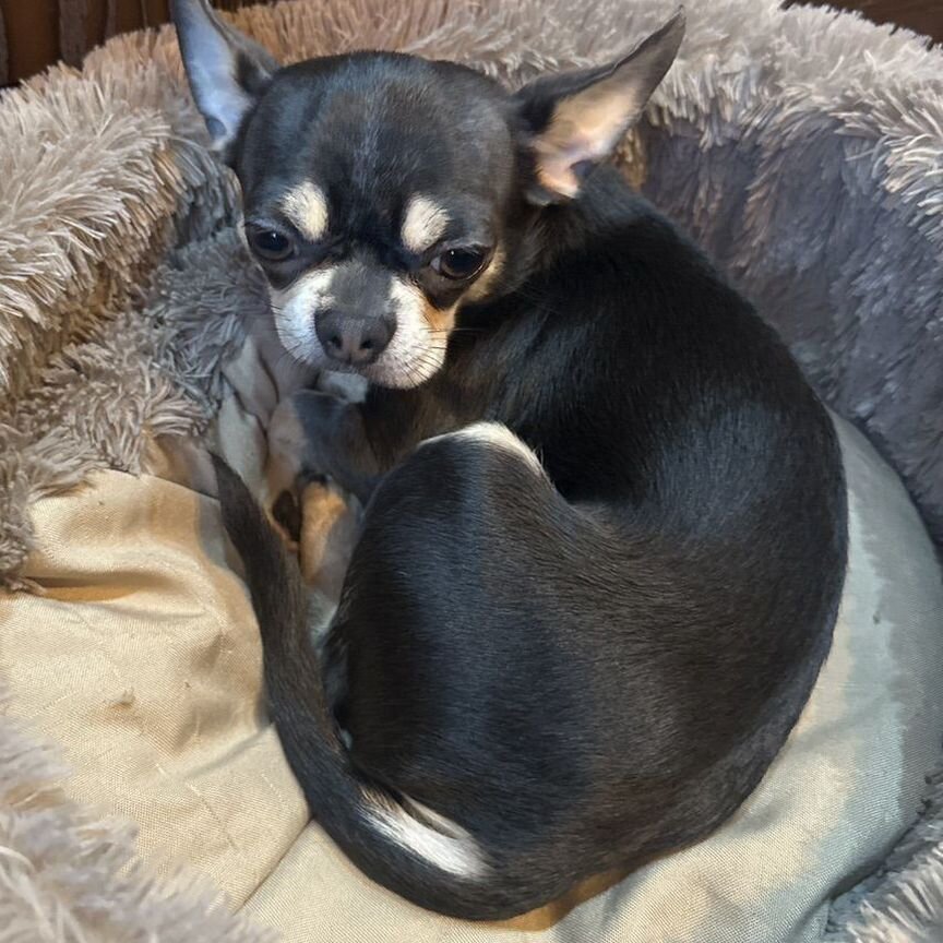 Чихуахуа, щенок