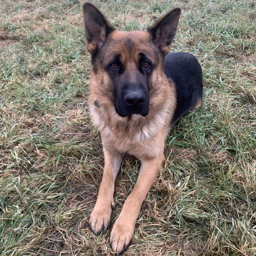 Немецкая овчарка, взрослый пёс