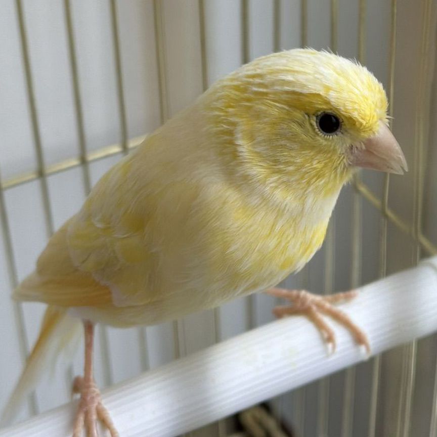 Кенар