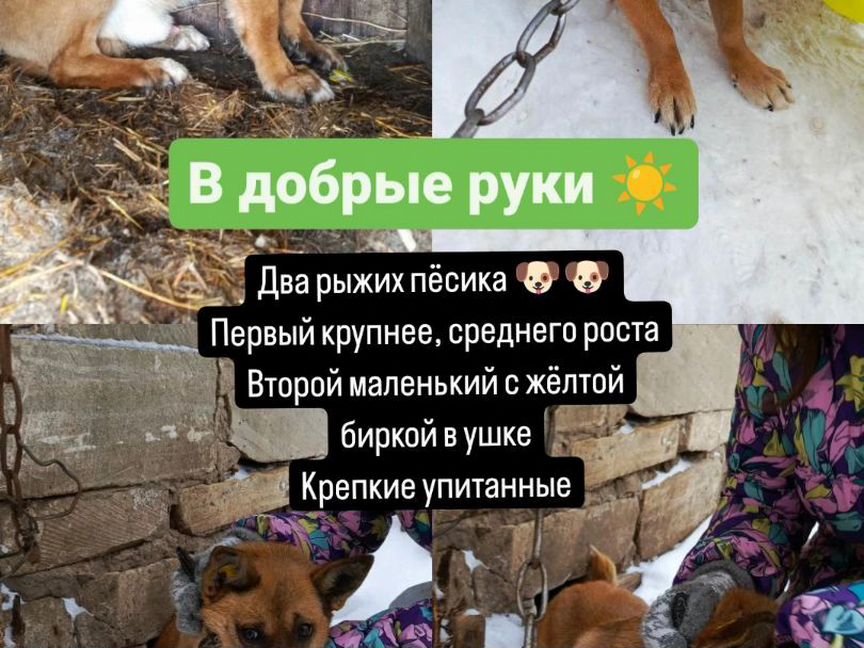 Бельгийская овчарка
