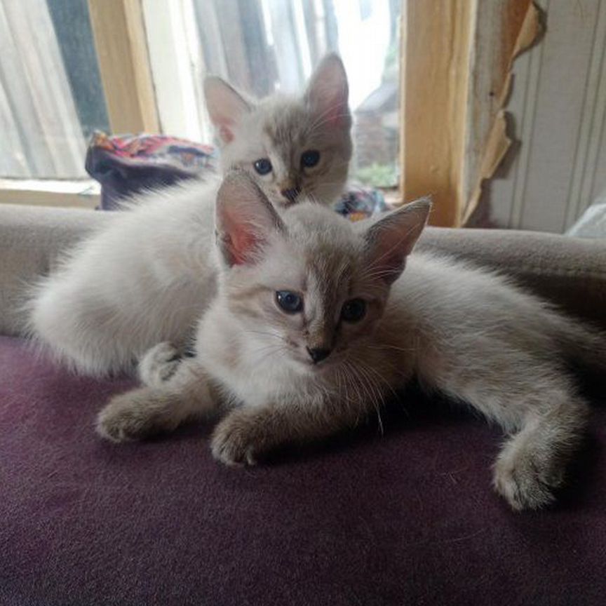 Сеамские котята девочки