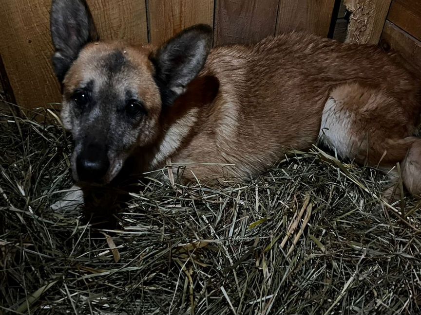 Спокойная собачка Панда для семьи