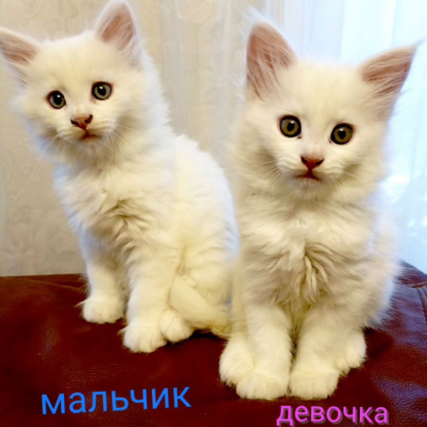 Белоснежный котенок