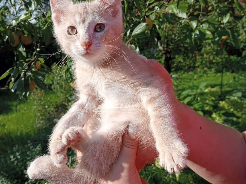 Котенок мальчик персиковый в дар
