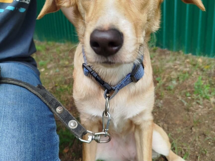 Собака в добрые руки щенок маленькая порода