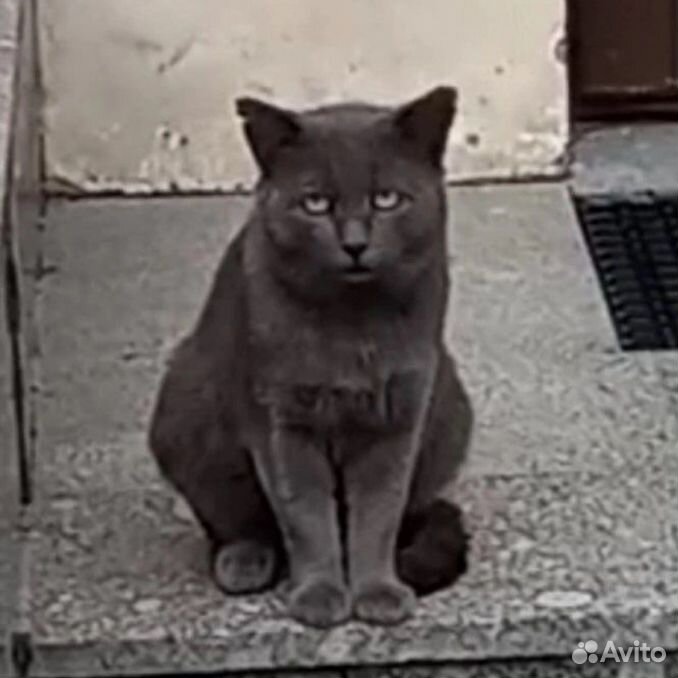 Шикарный кот русская голубая порода